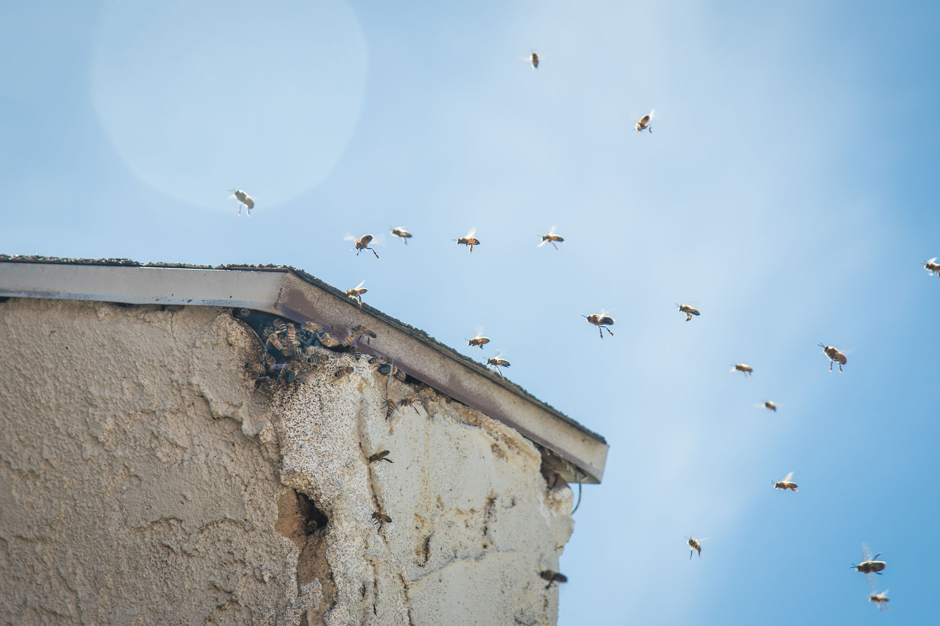 Honey Bees In Buildings - Beesaway